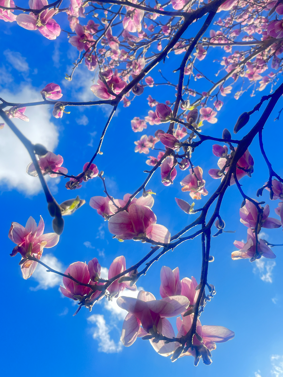 March Newsletter – Ruhiya